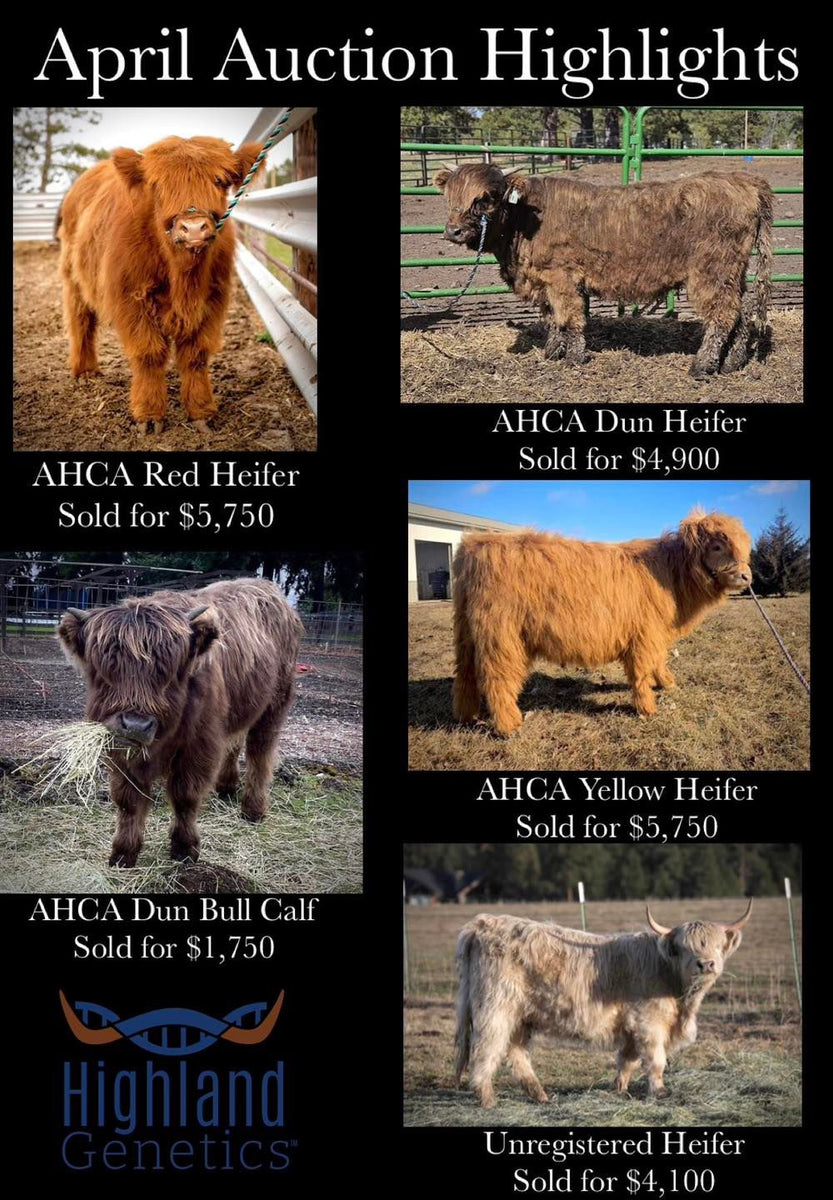 Highland Bull Semen & Highland Embryos for all your breeding needs ...