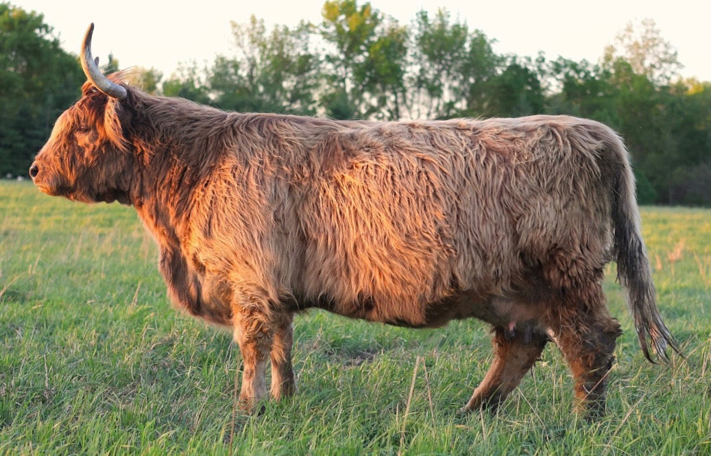 CBS Jade 13Y(51121) x STR Encore(62210) Sexed for Heifers Only ...