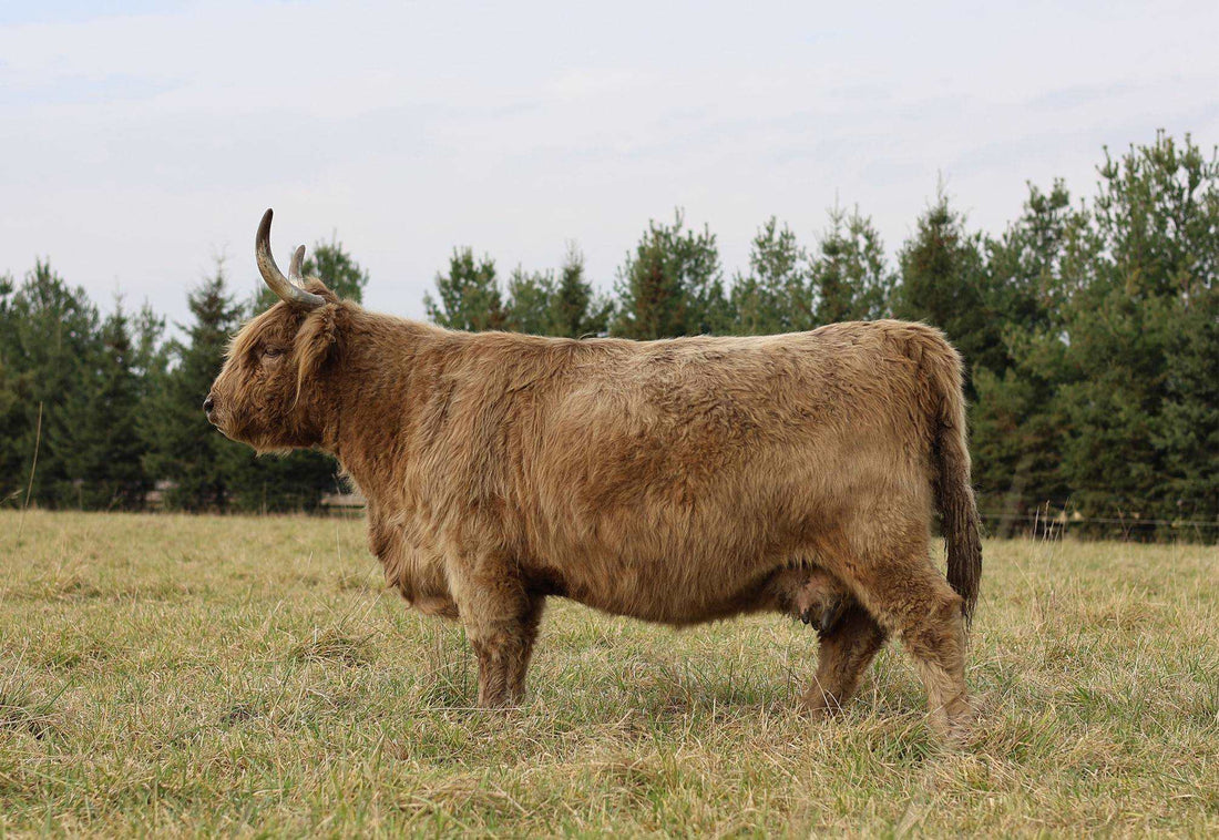 Highland Bull Semen & Highland Embryos for all your breeding needs ...
