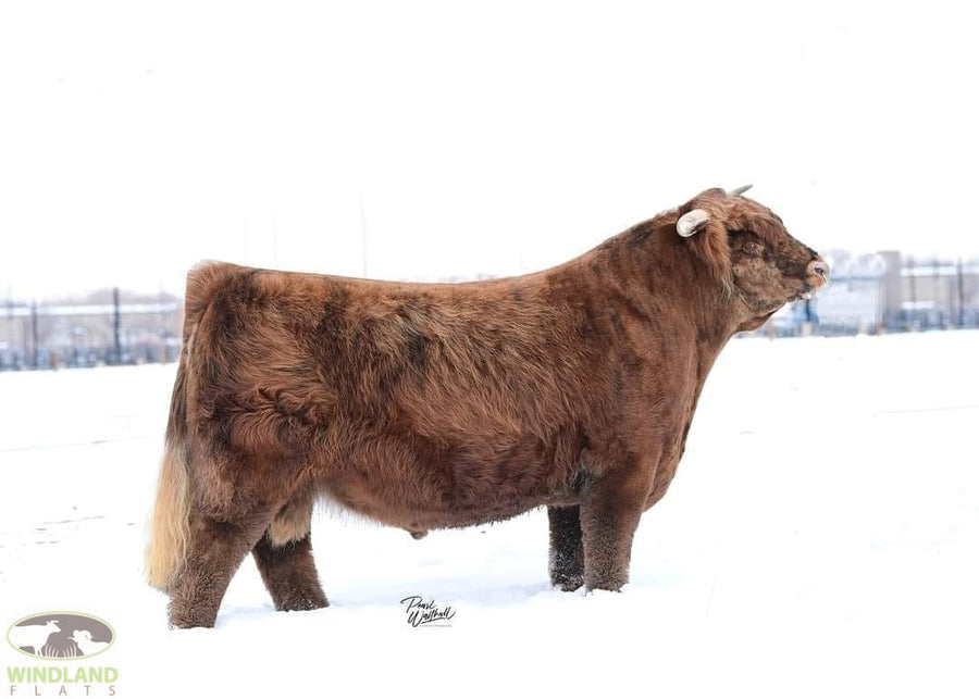 Highland Bull Semen & Highland Embryos for all your breeding needs ...