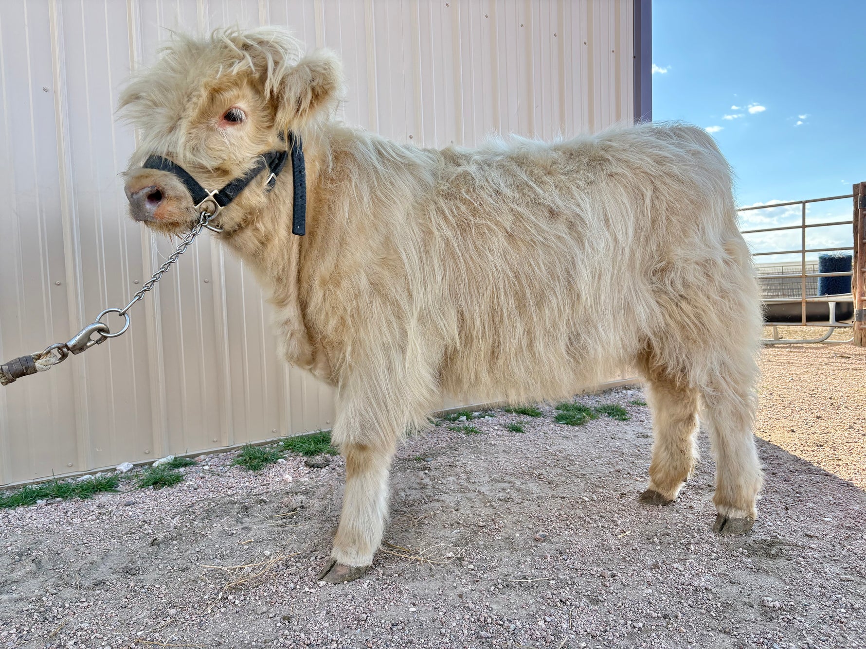 Lot 8: MRW Elsa – Highland Genetics