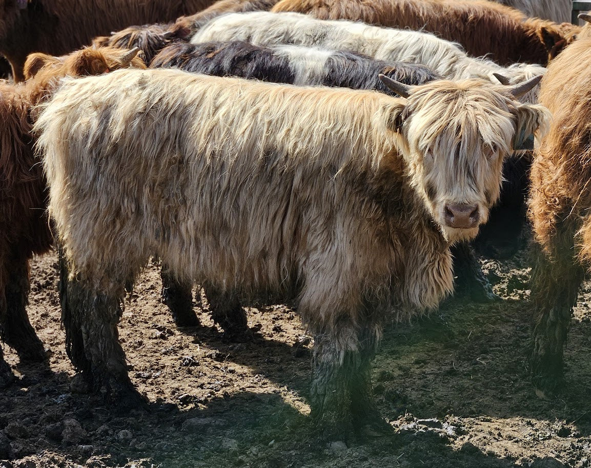 Auction Bidding – Highland Genetics