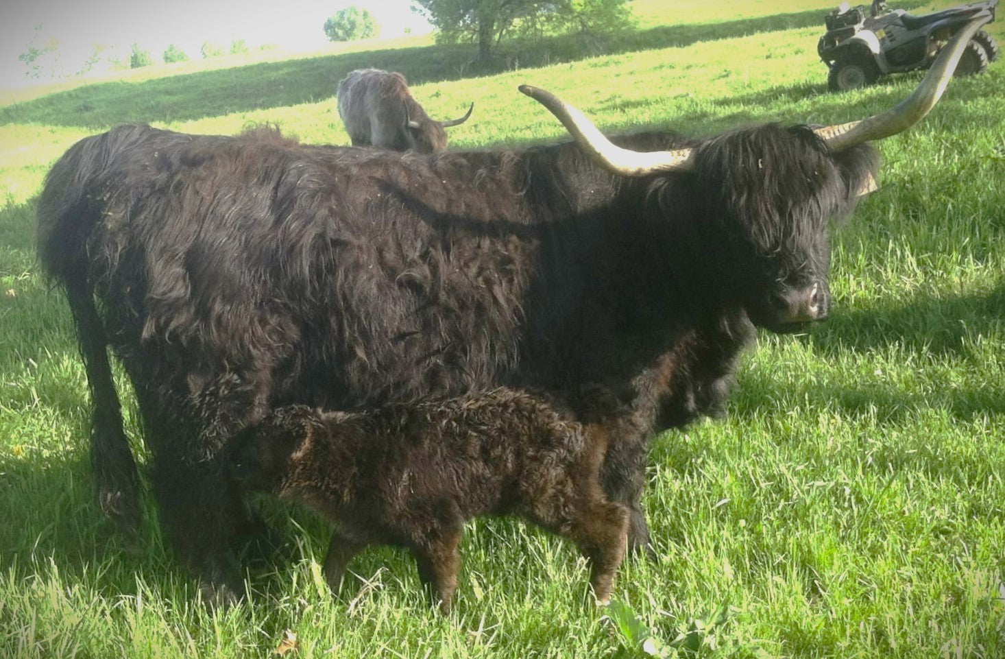 Schon Boden's Josie – Highland Genetics