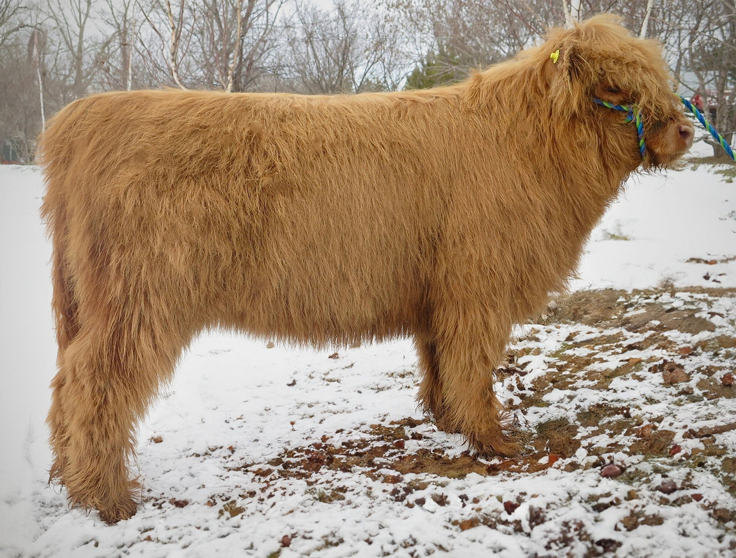 Auction Bidding – Highland Genetics