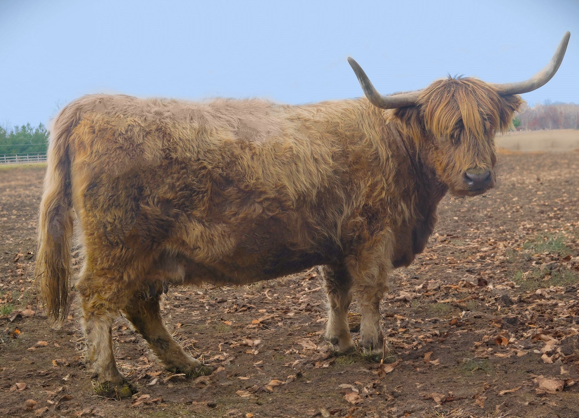 CBS Jade 13Y(51121) x STR Encore(62210) Sexed for Heifers Only ...