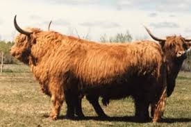 Gusgurlach of Windrush – Highland Genetics