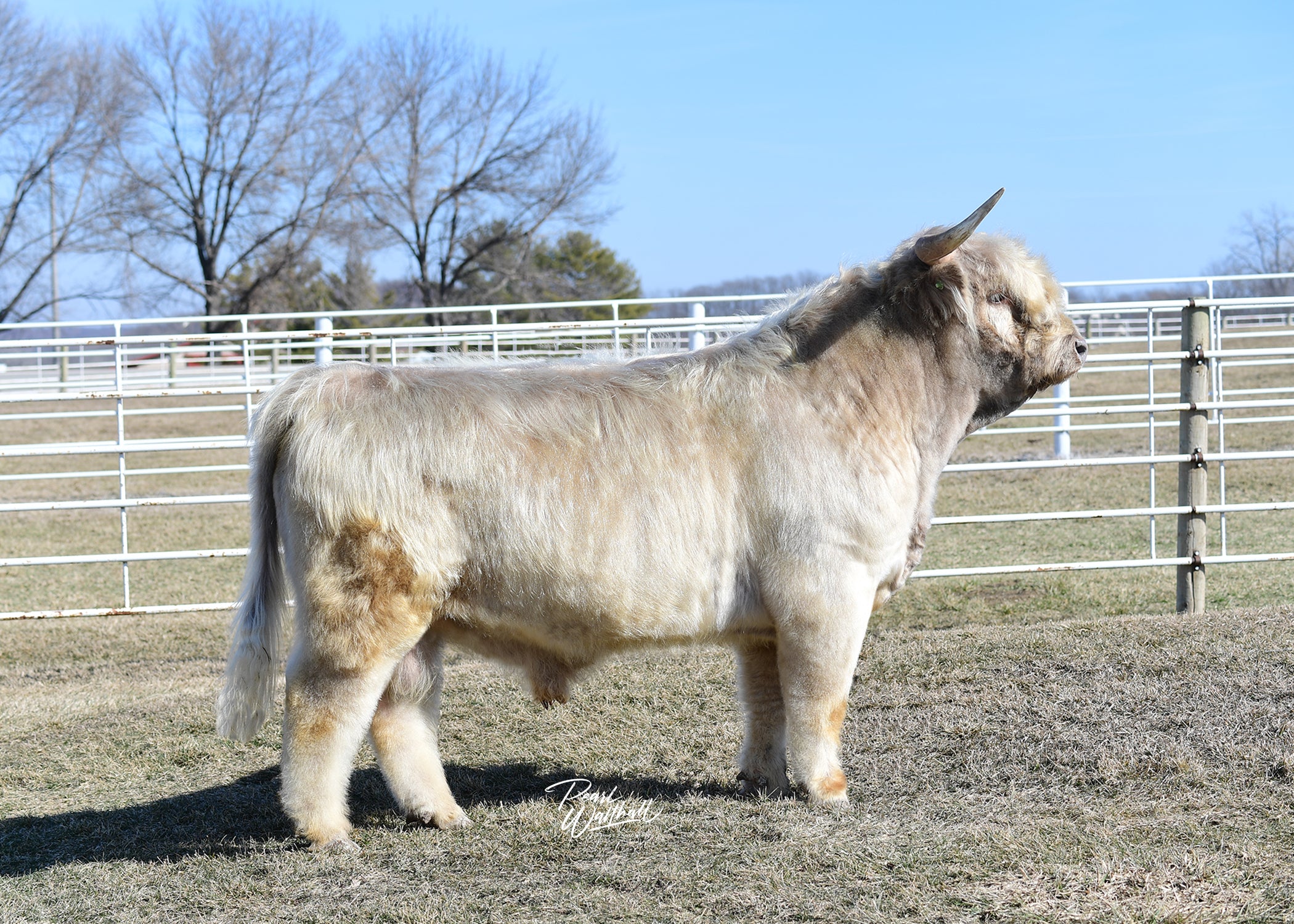 WL Genesis (ET,D) Highland Bull Semen – Highland Genetics